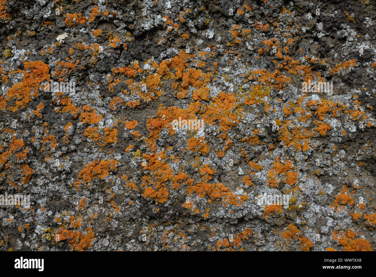 Lichens on lava Stock Photo - Alamy