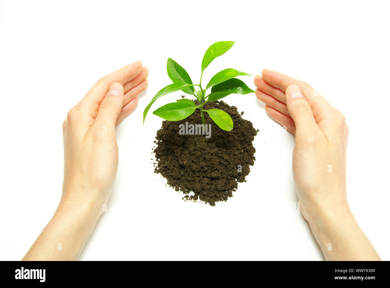 Hands holding sapling in soil on white Stock Photo - Alamy