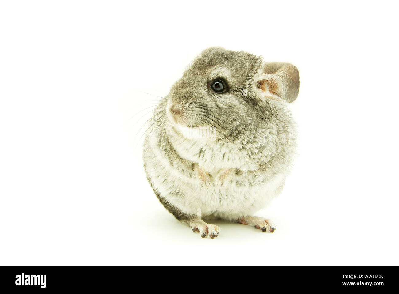 gray chinchilla isolated on white Stock Photo - Alamy