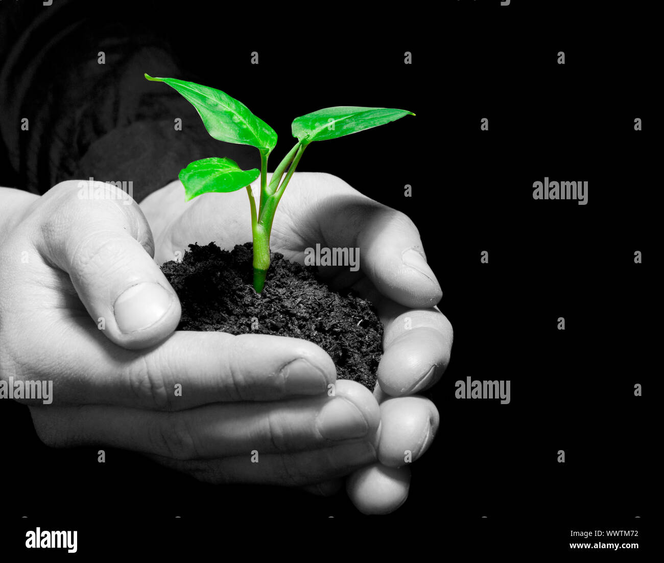 Hands holding sapling in soil Stock Photo - Alamy