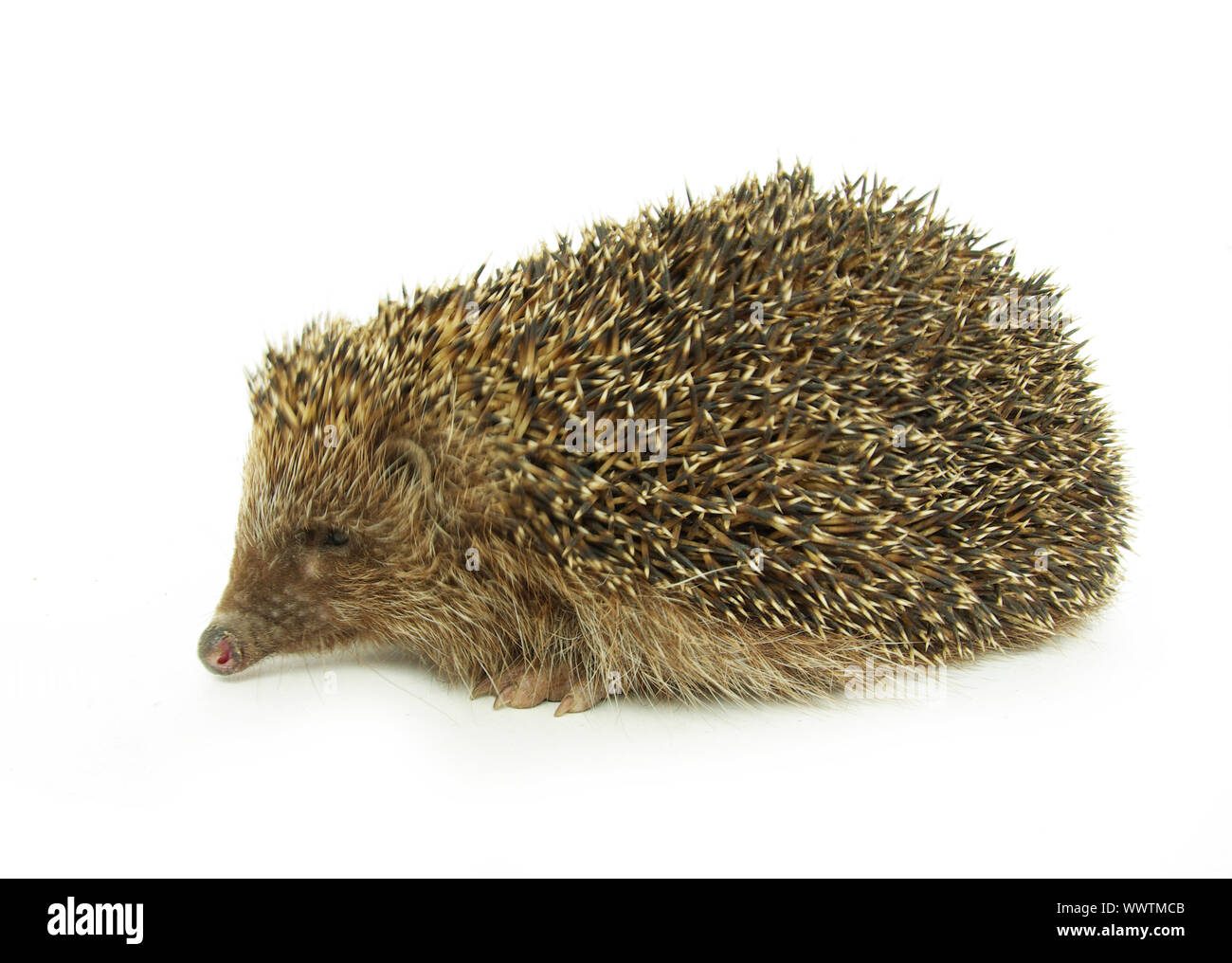 Hedgehog isolated on a white background Stock Photo - Alamy