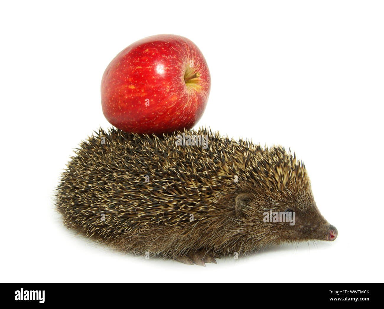 hedgehog and apple isolated on white Stock Photo - Alamy