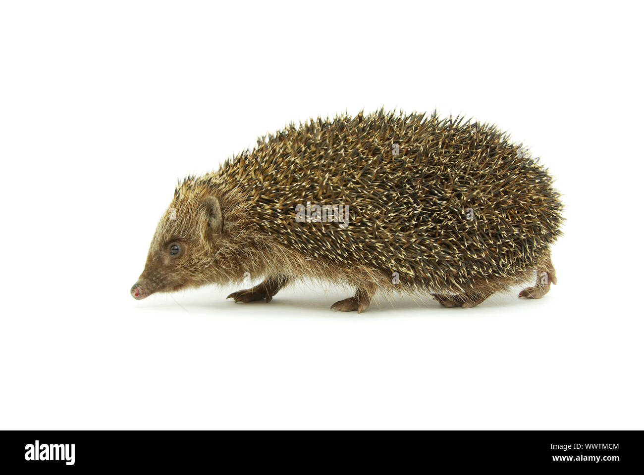 Hedgehog isolated on a white background Stock Photo - Alamy