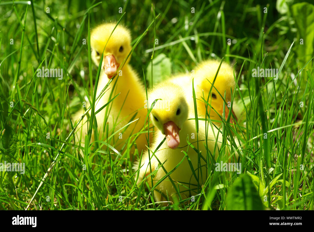 cute gosling in green grass Stock Photo - Alamy