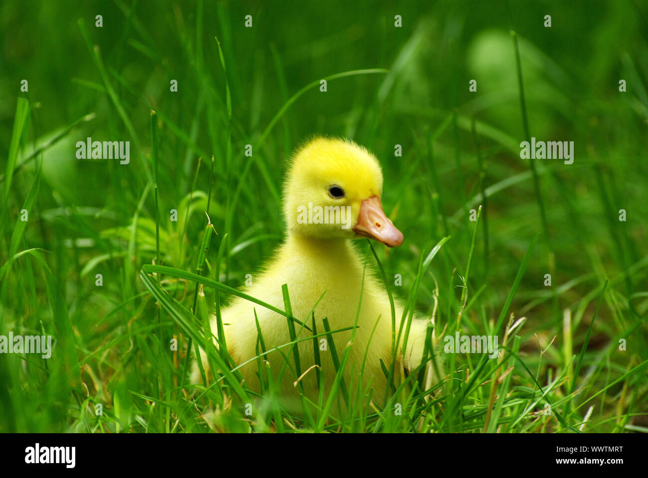 cute gosling in green grass Stock Photo - Alamy