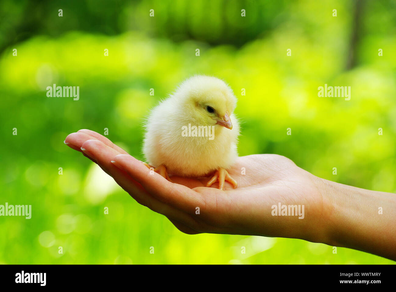 Hand hold caring for a small chicken Stock Photo - Alamy