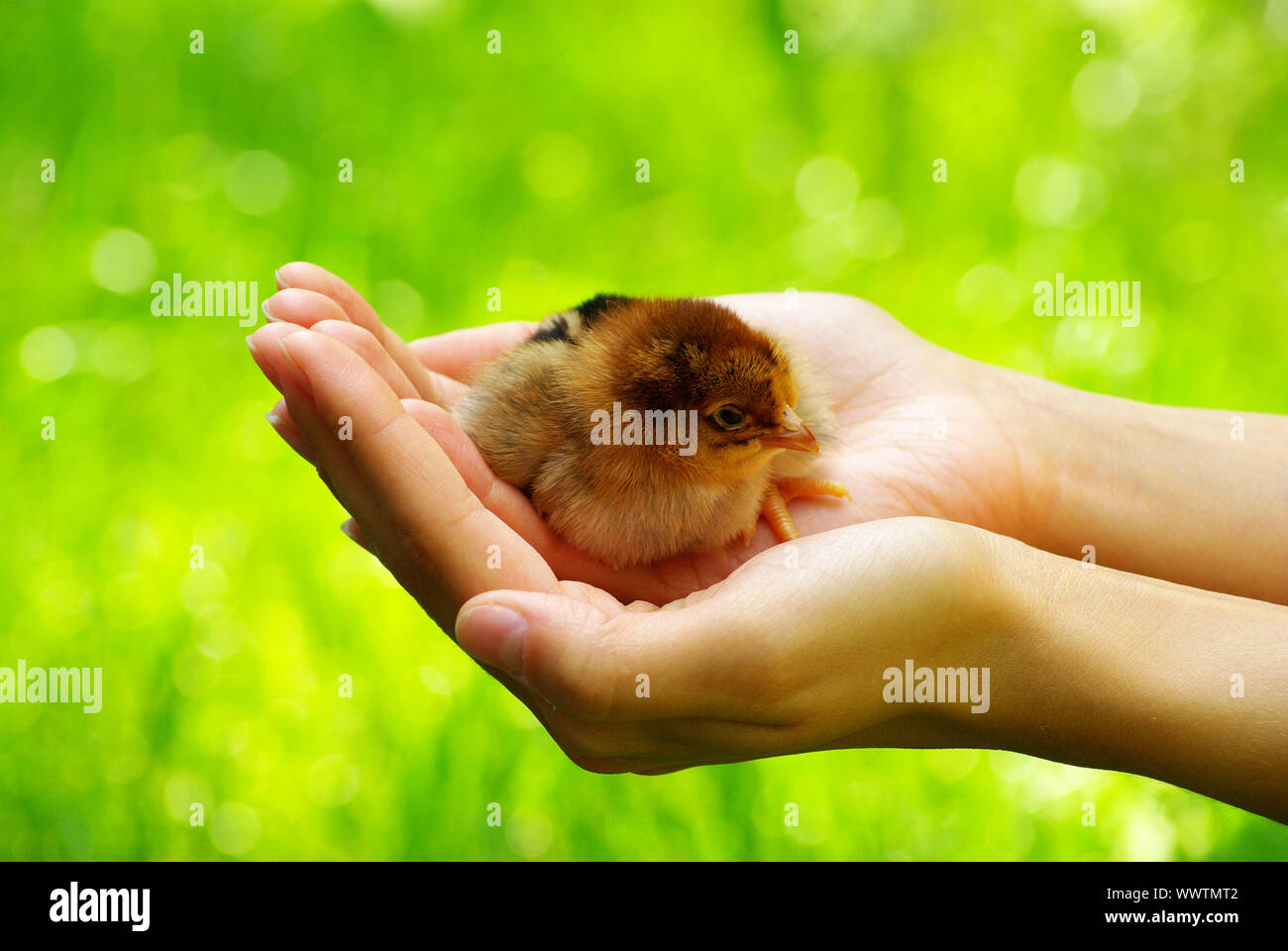 Hand hold caring for a small chicken Stock Photo - Alamy