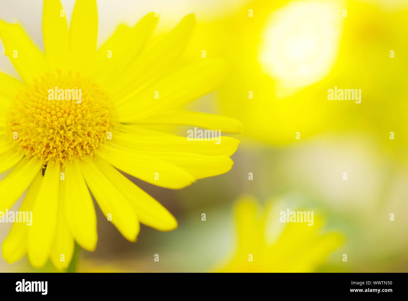 abstract yellow flowers on field Stock Photo - Alamy