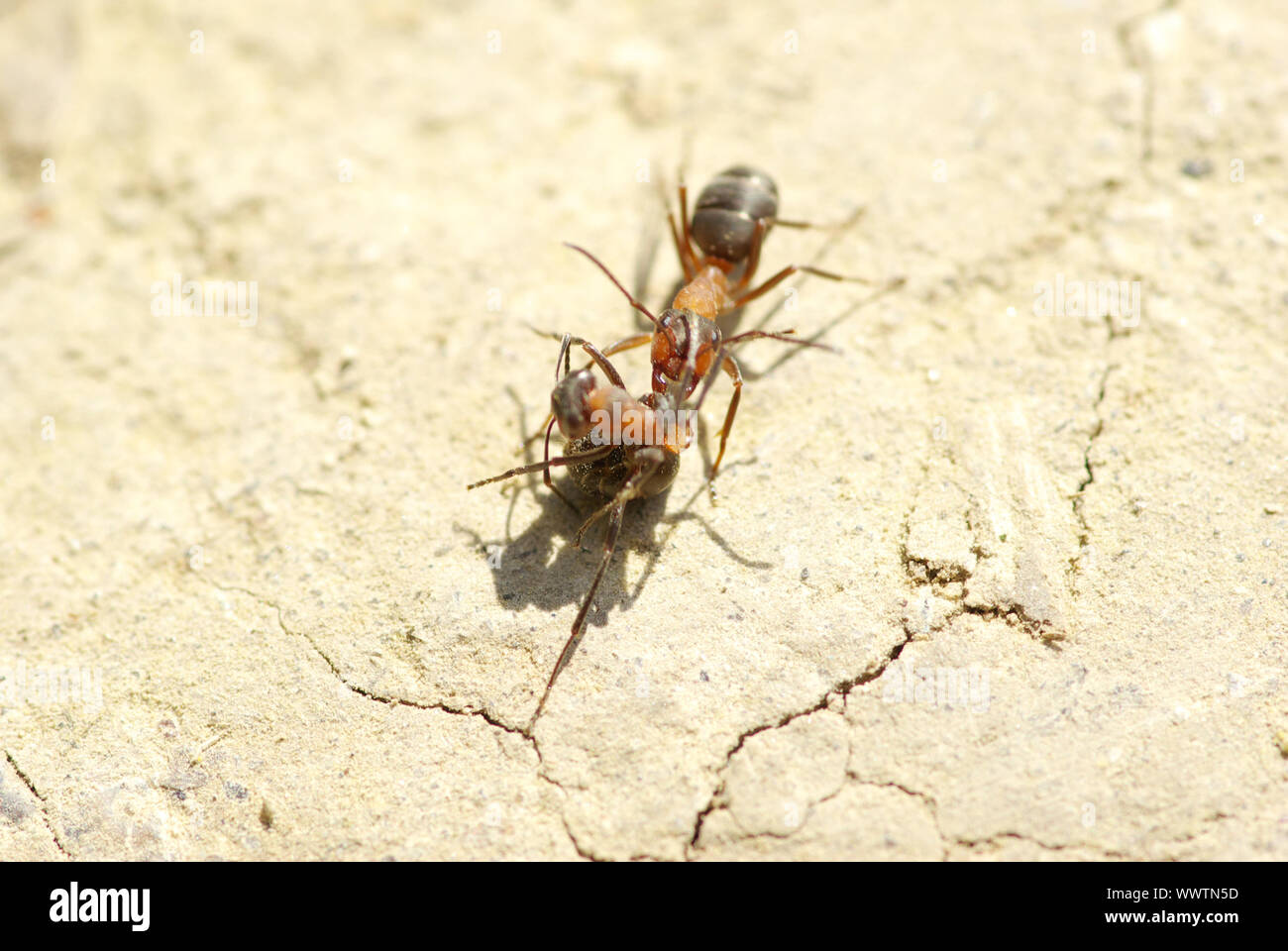 a photo of red ants closeup Stock Photo - Alamy