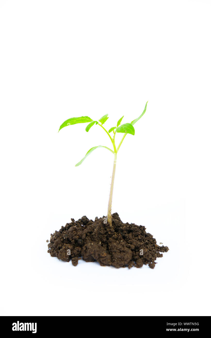 Little green plant isolated on white background Stock Photo - Alamy