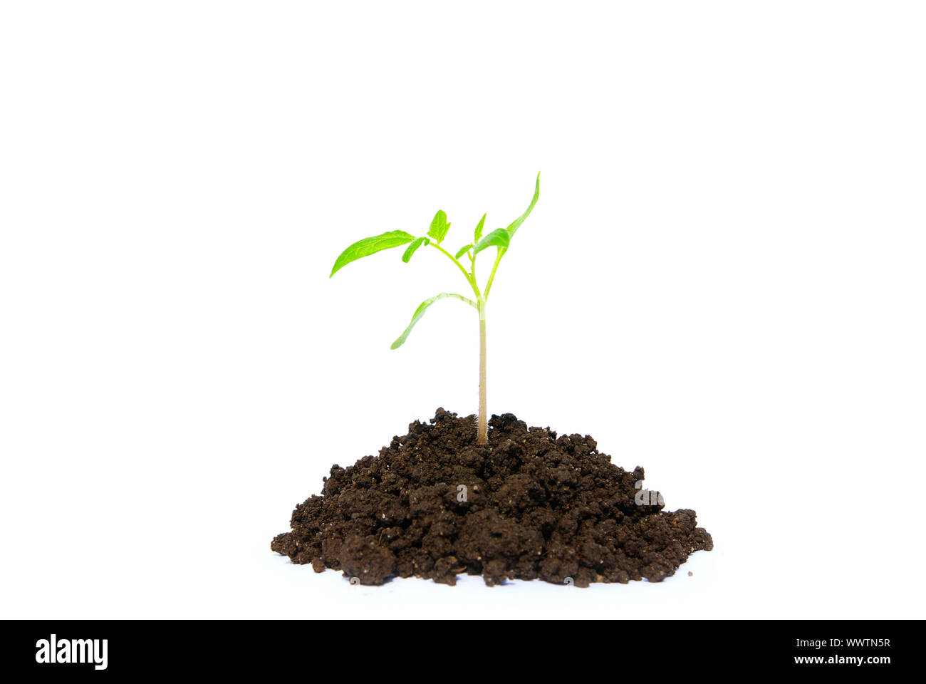 Little green plant isolated on white background Stock Photo - Alamy