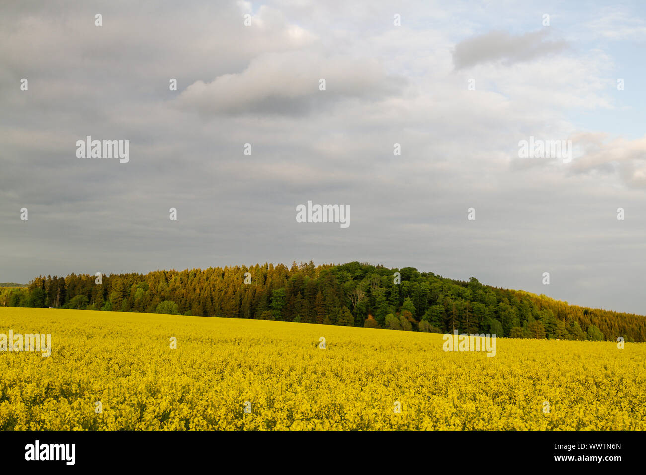 Rapeseed landscape hi-res stock photography and images - Alamy