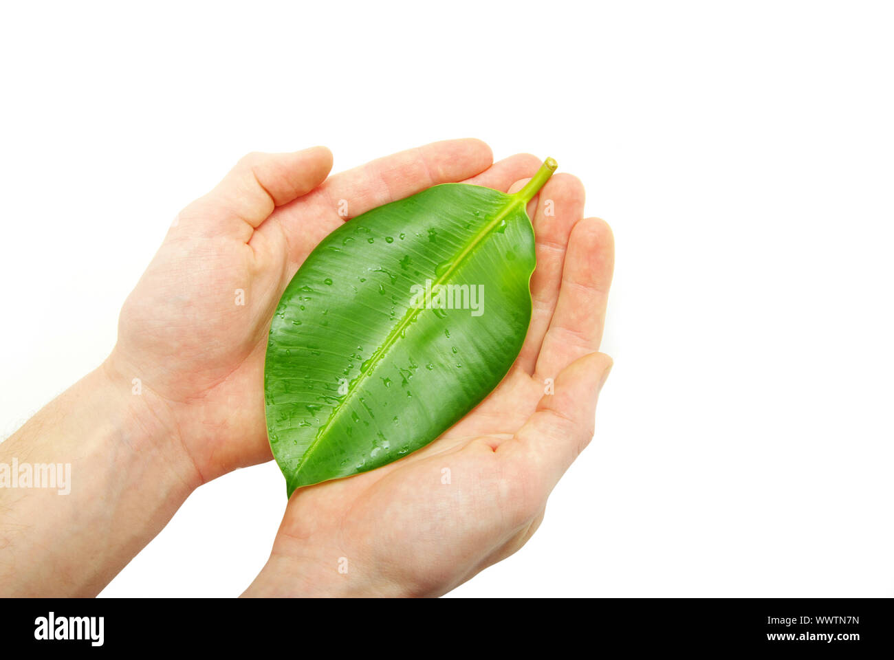 green leaf in hands on white Stock Photo - Alamy
