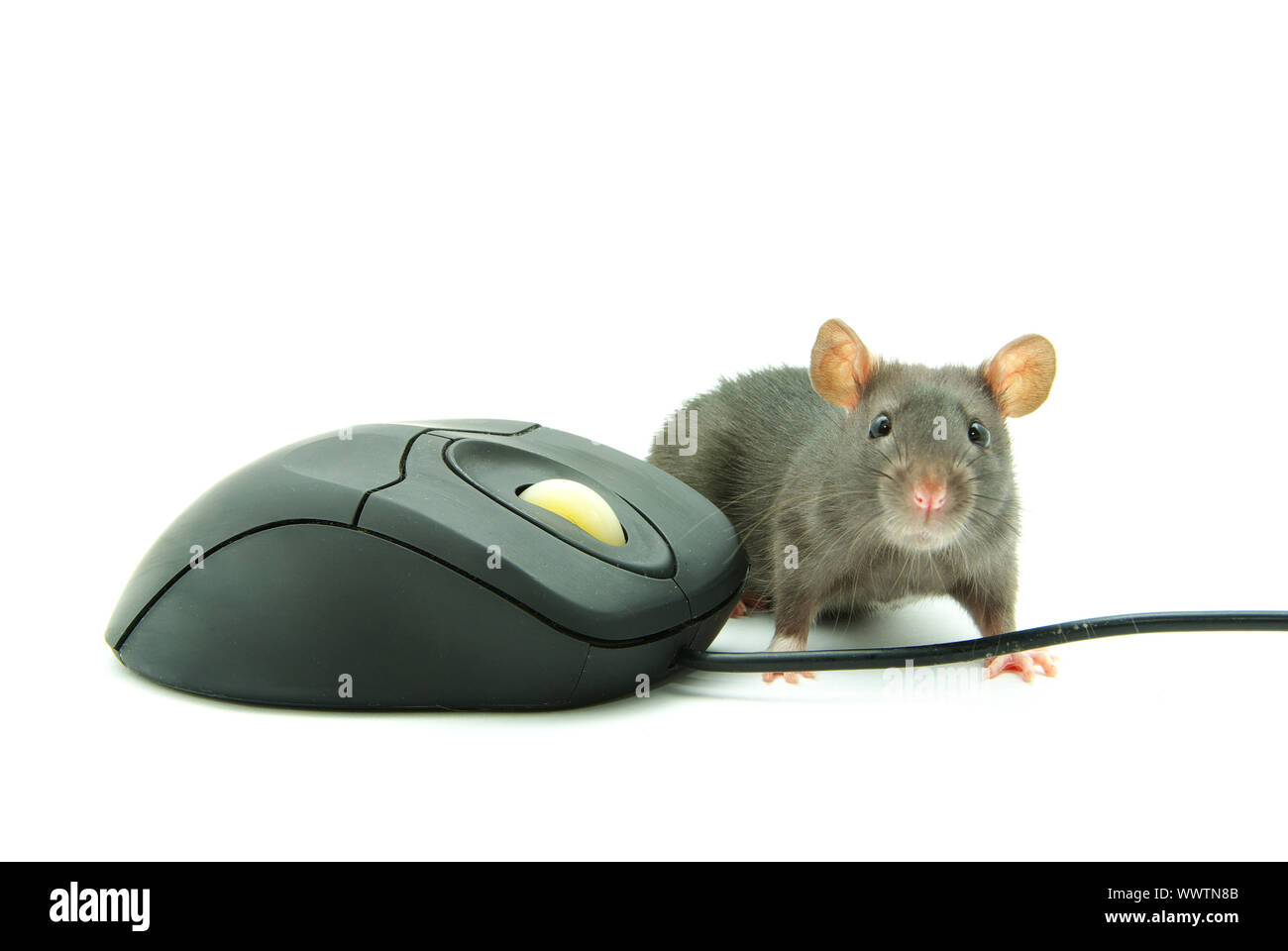 Rat and a computer mouse on white background Stock Photo - Alamy