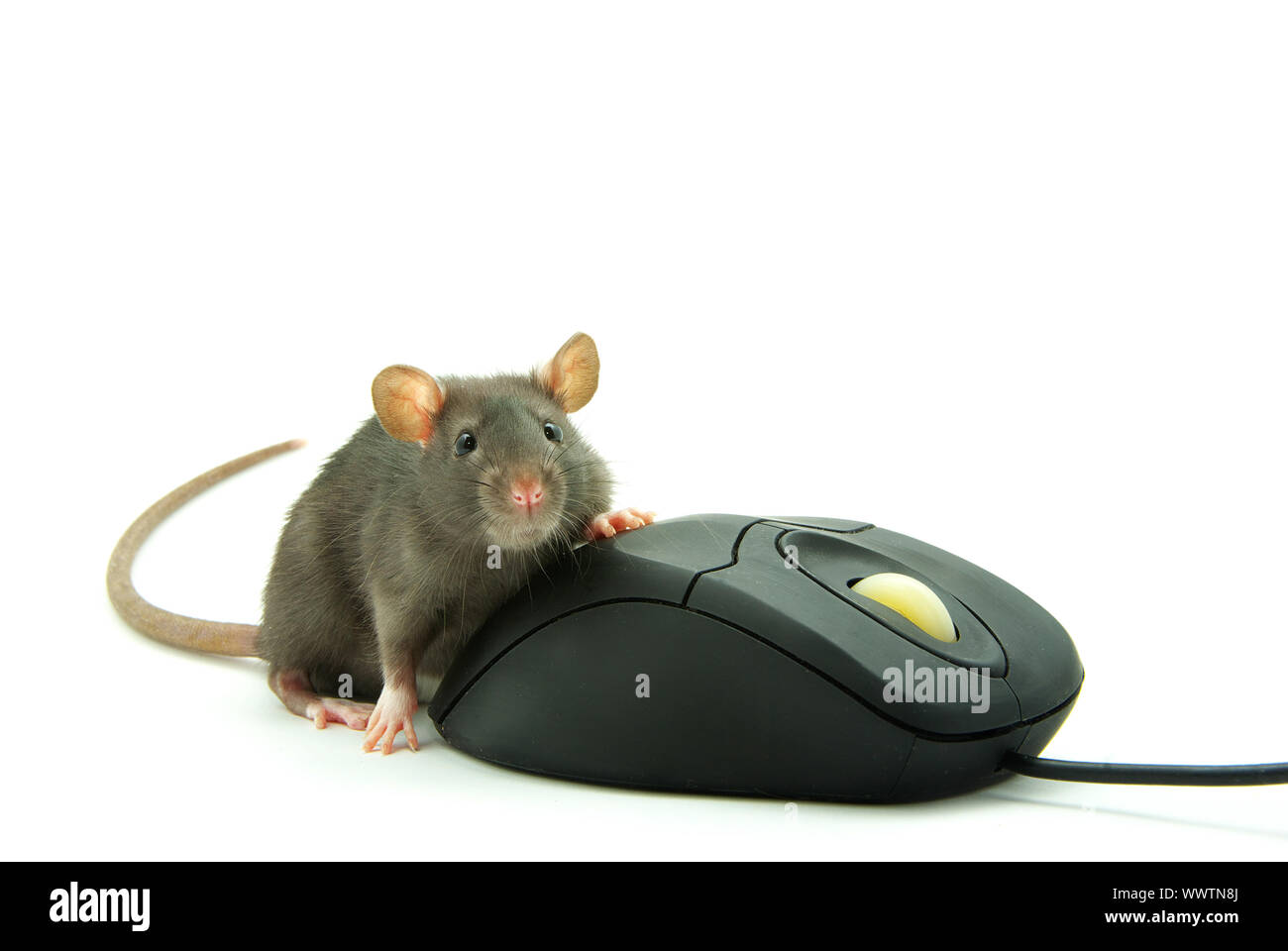 Rat and a computer mouse on white background Stock Photo - Alamy