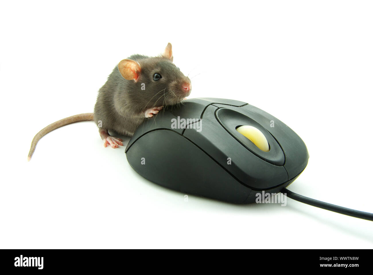 Rat and a computer mouse on white background Stock Photo - Alamy