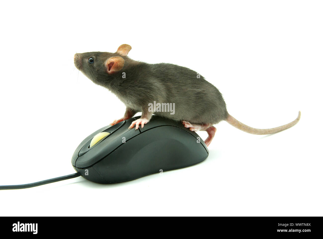 Rat and a computer mouse on white background Stock Photo - Alamy