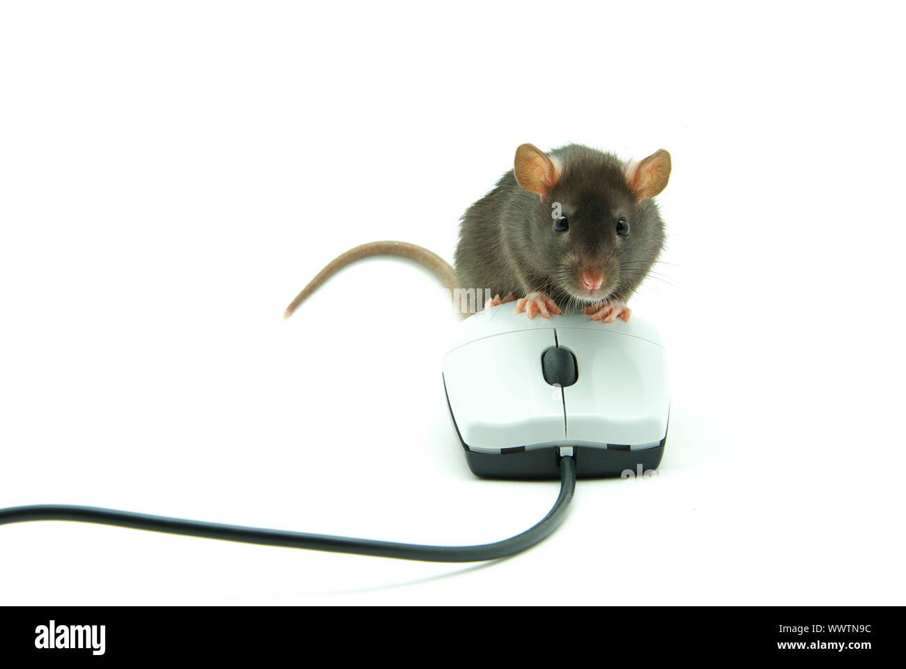 Rat and a computer mouse on white background Stock Photo - Alamy