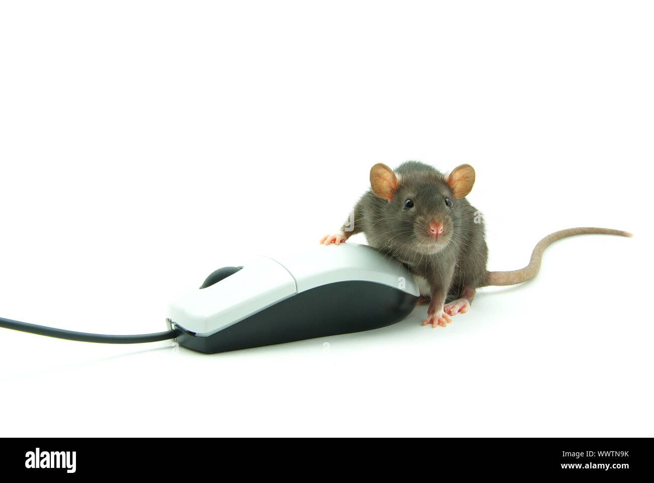 Rat and a computer mouse on white background Stock Photo - Alamy