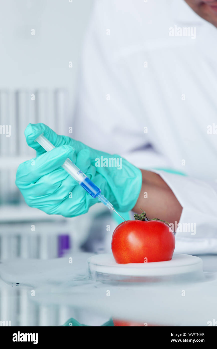 tomato DNA change microbiology experiment Stock Photo - Alamy