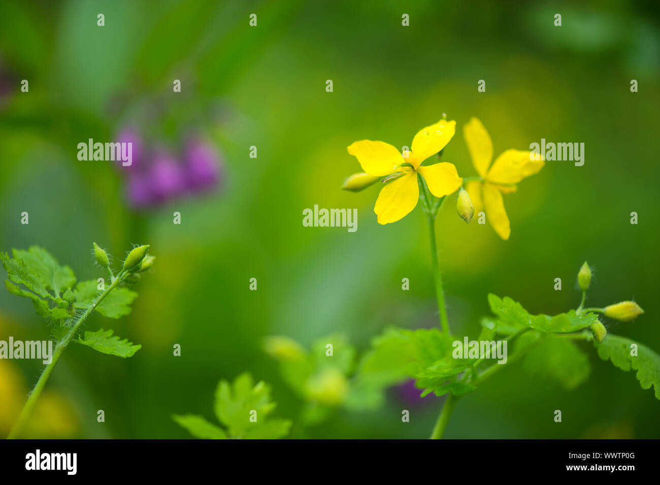 Yellow wild flower Tormentil Stock Photo - Alamy