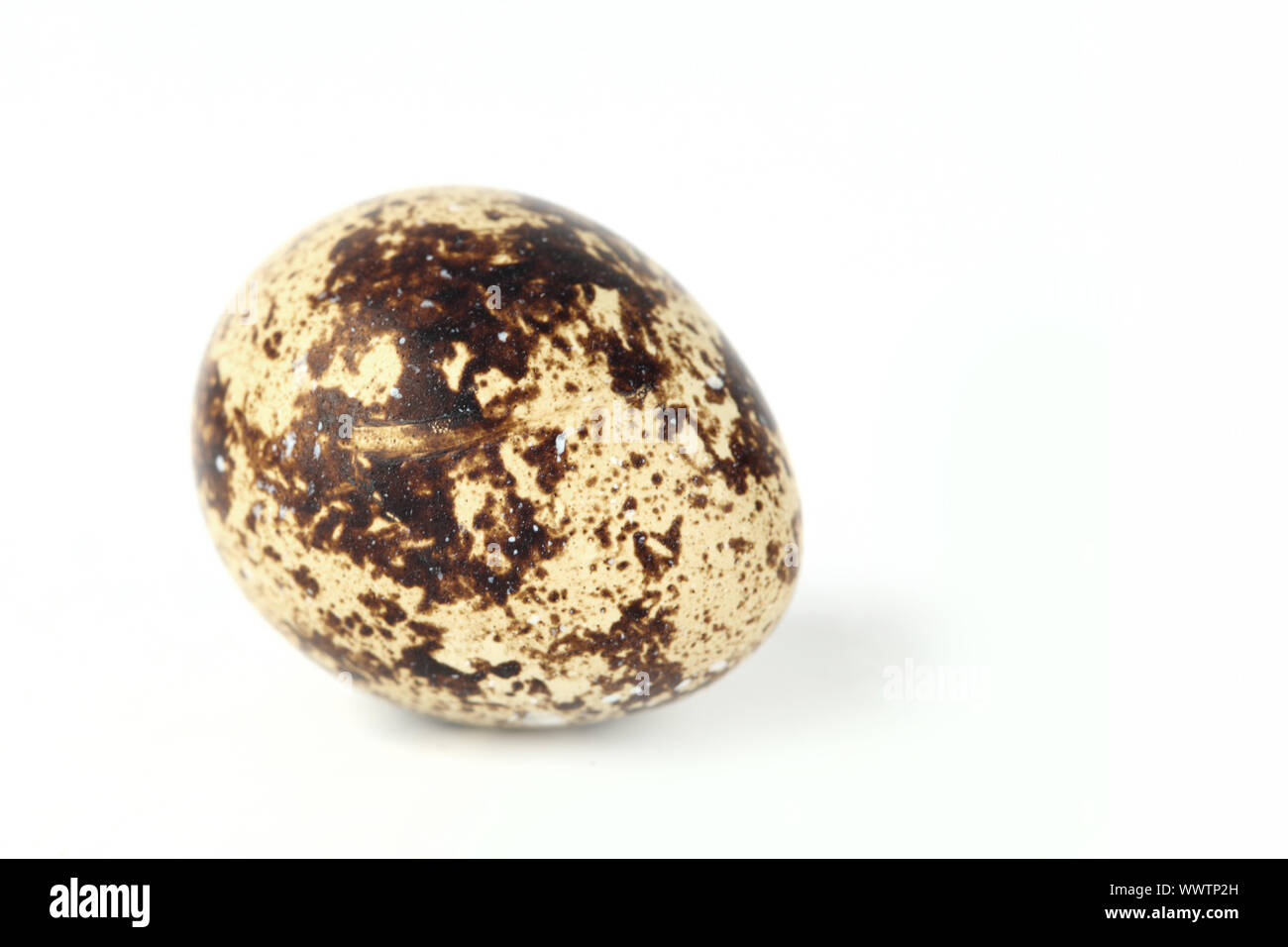 quail egg background isolated macro close up Stock Photo - Alamy