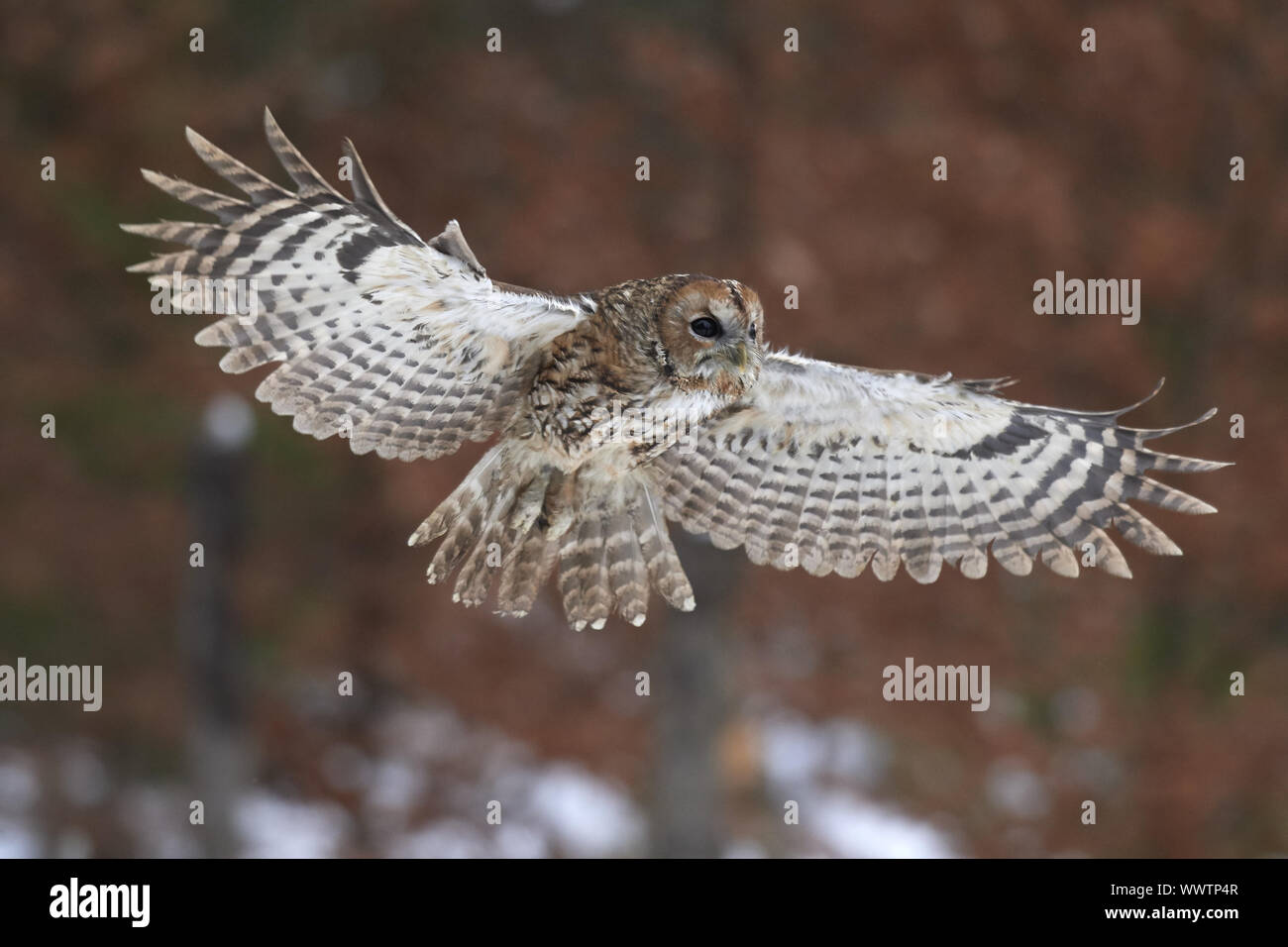 Tawny owl flying hi-res stock photography and images - Alamy