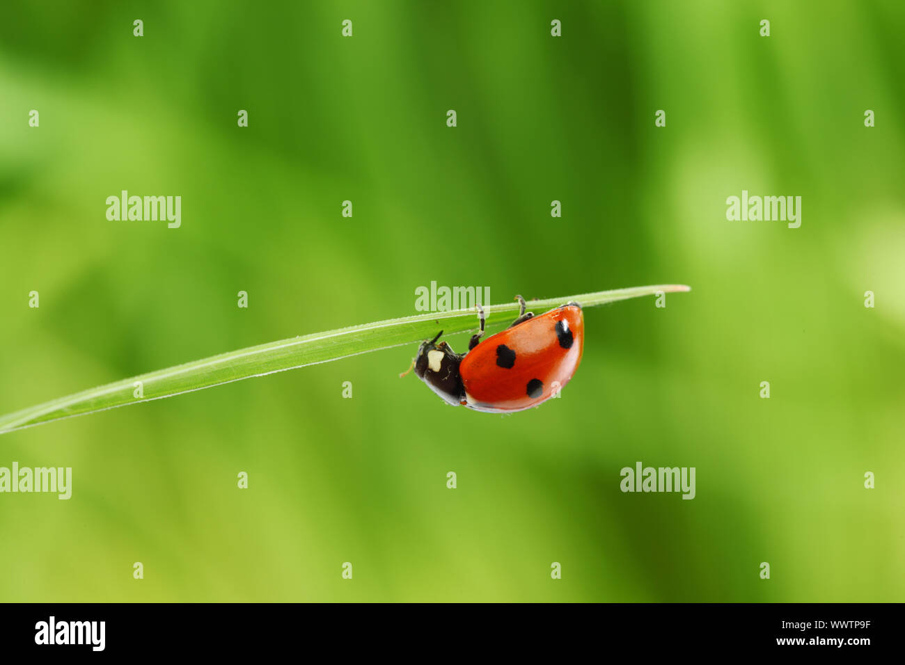 ladybug on grass nature background Stock Photo - Alamy