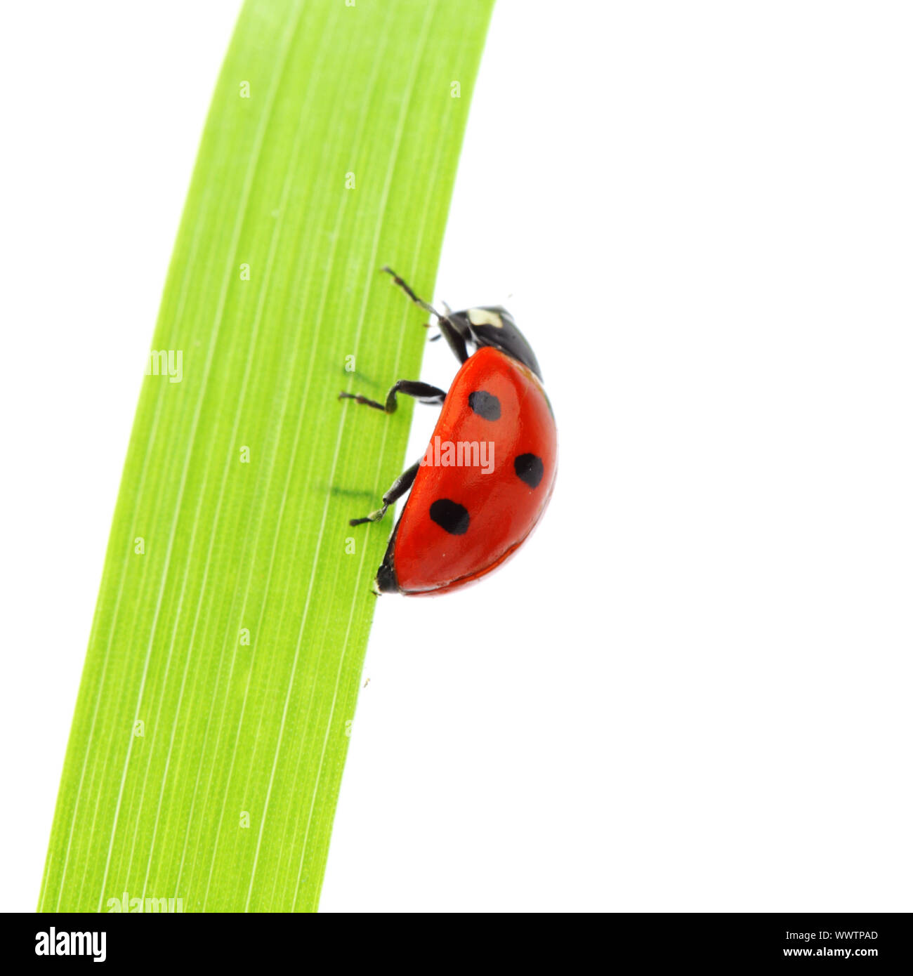 ladybug on grass isolated on white background Stock Photo - Alamy