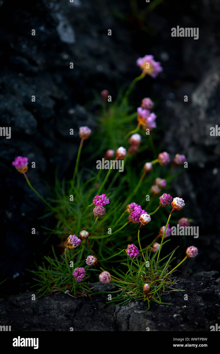 Flowers Growing On Rocks Stock Photos & Flowers Growing On Rocks Stock ...