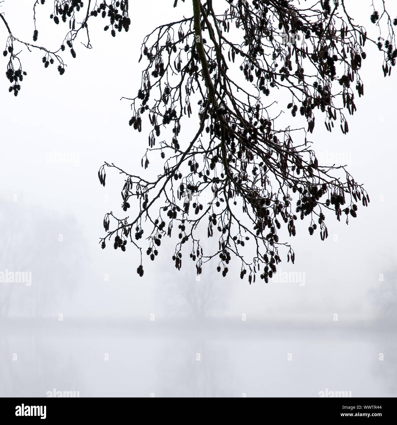 common alder, black alder, European alder (Alnus glutiosa), branch in ...