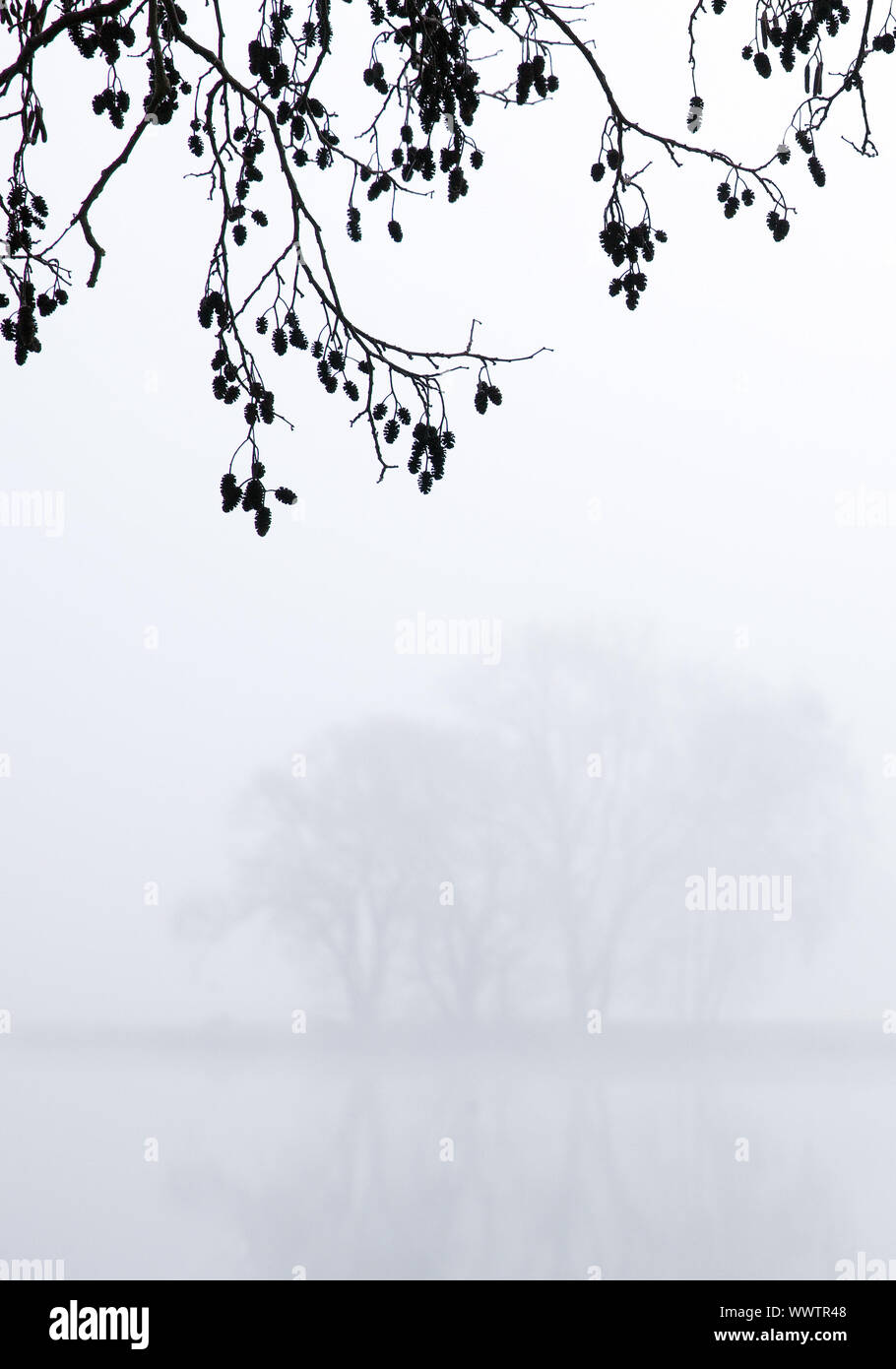 common alder, black alder, European alder (Alnus glutiosa), branch in ...