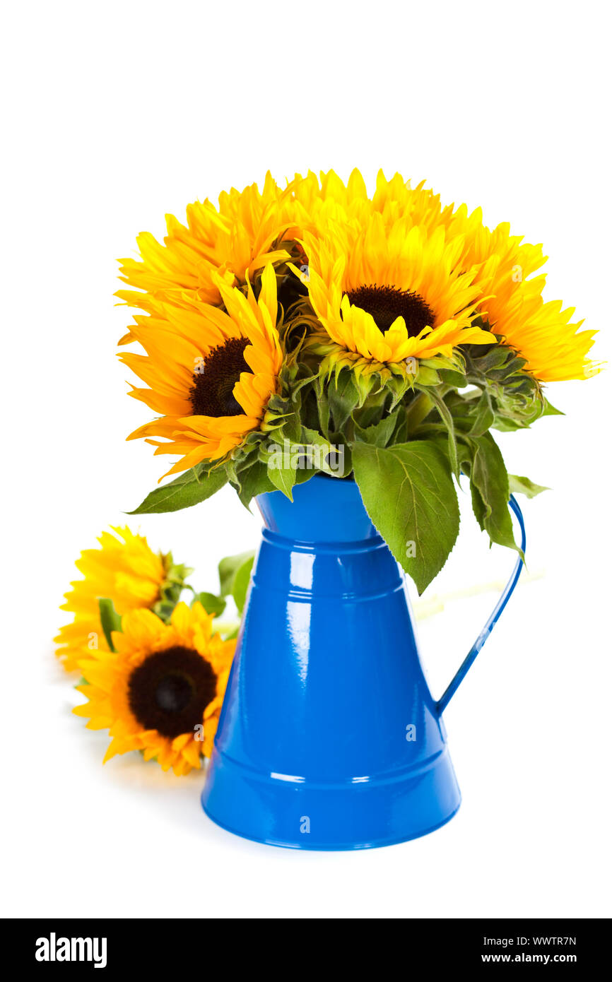 Sunflowers in a blue vase over white Stock Photo - Alamy