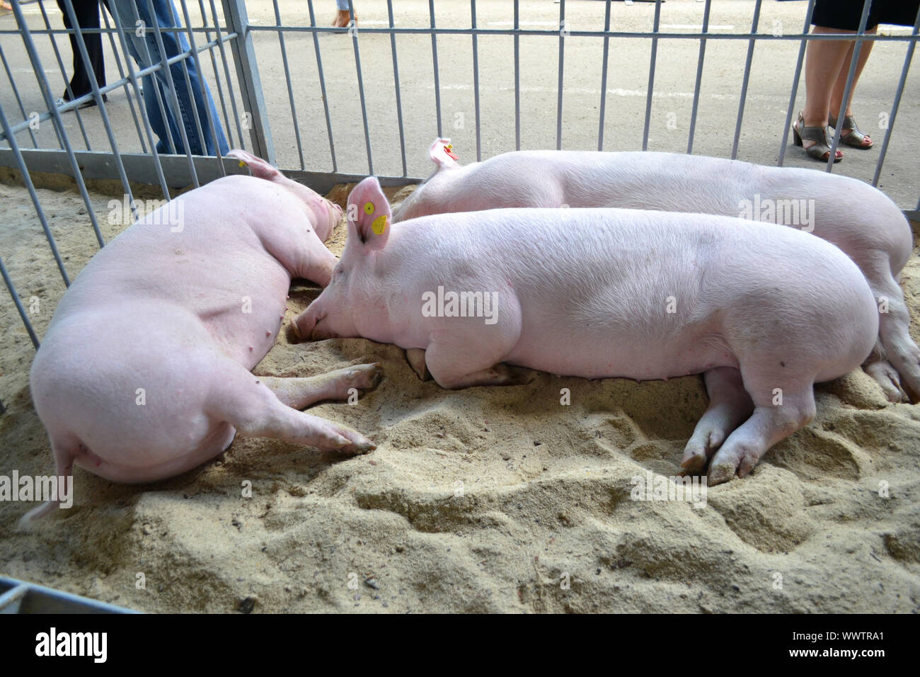 Sleeping Farm Animals