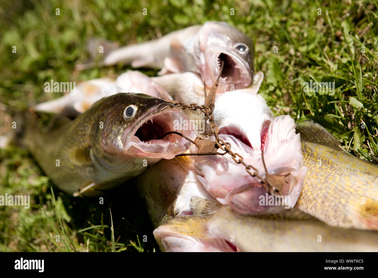 Pickerel fish hi-res stock photography and images - Alamy