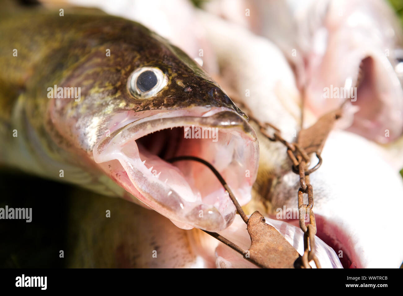 Grass pickerel hi-res stock photography and images - Alamy