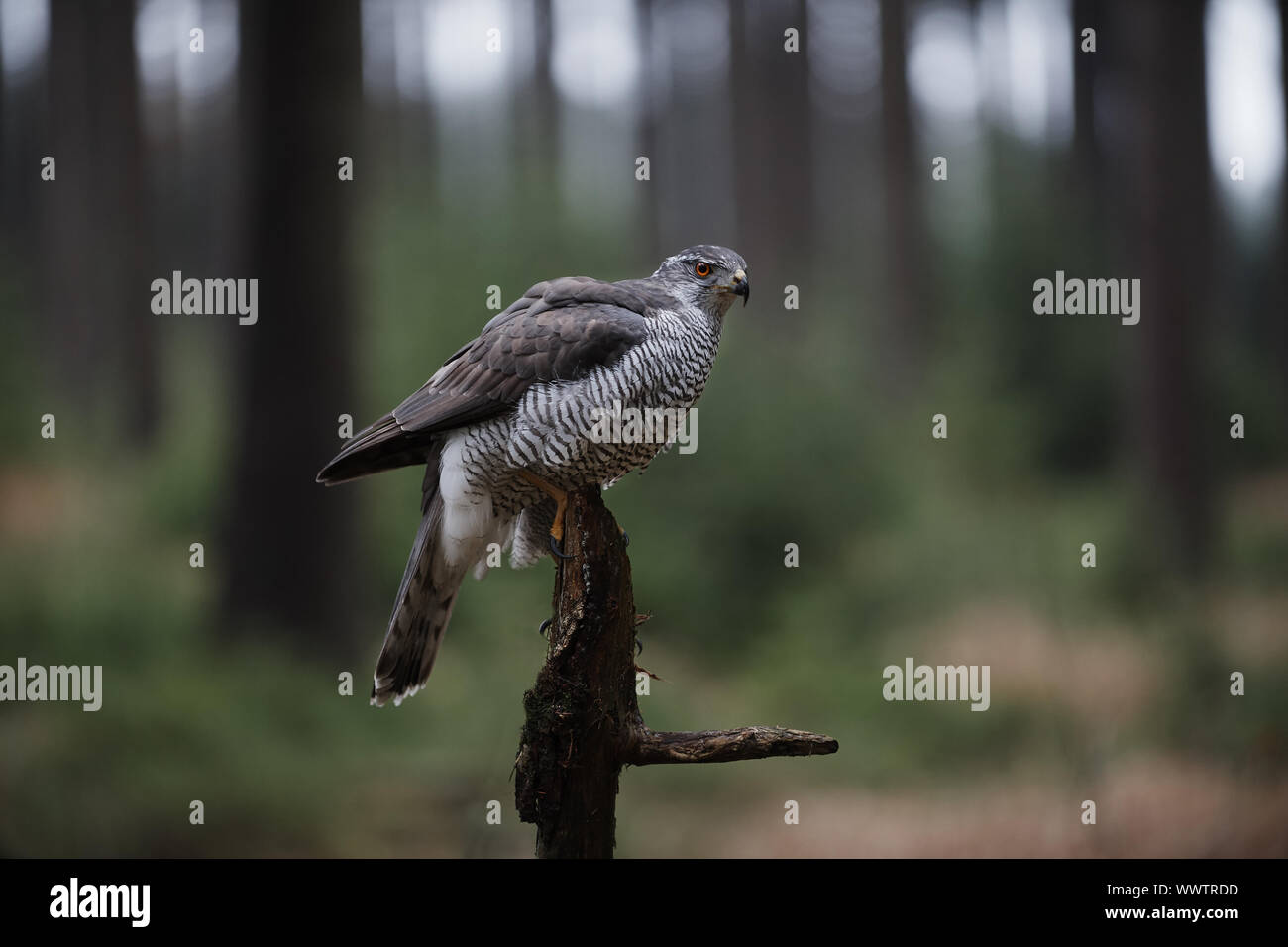 Habicht hi-res stock photography and images - Alamy