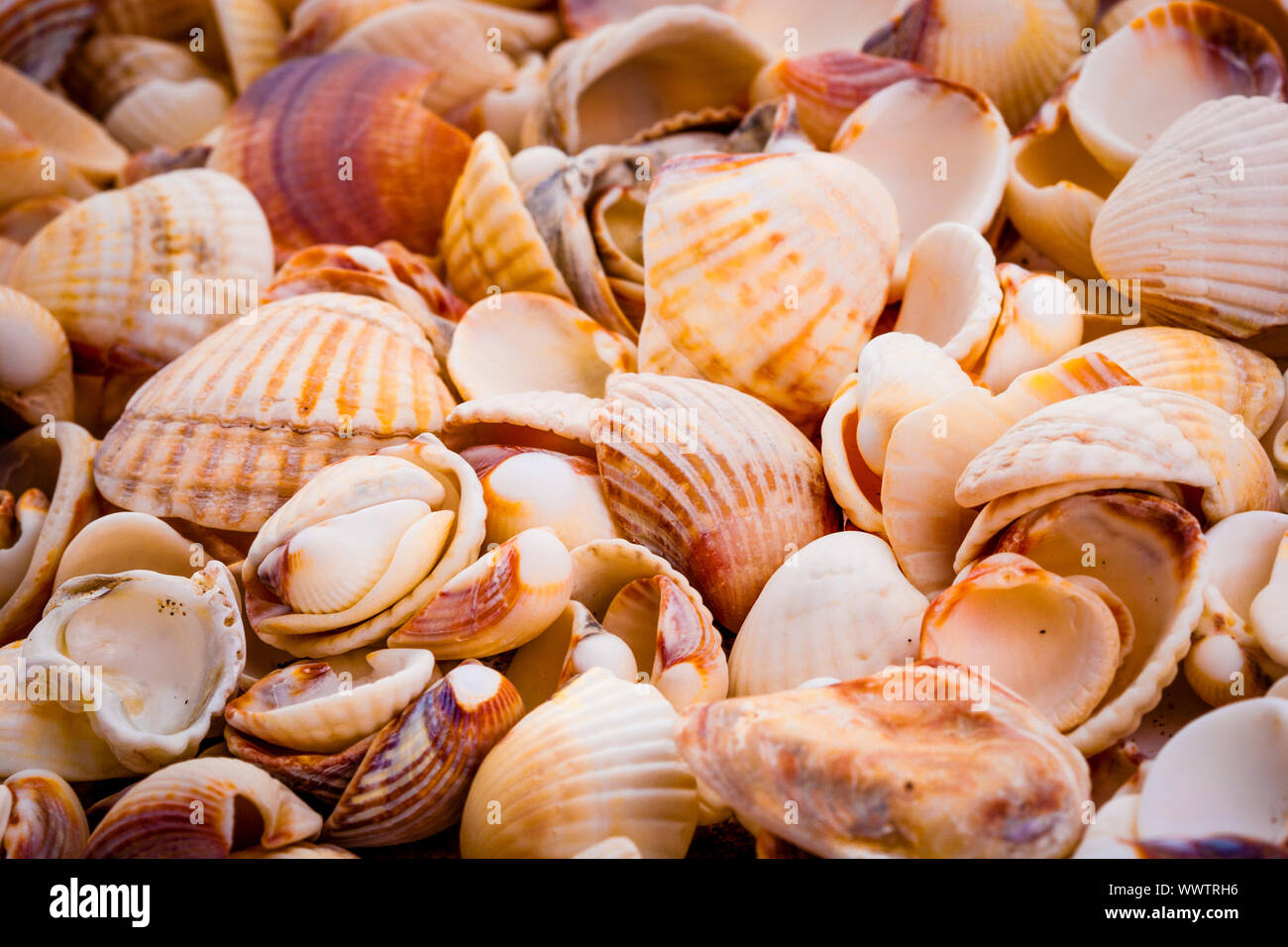 seashells tropical background Stock Photo - Alamy