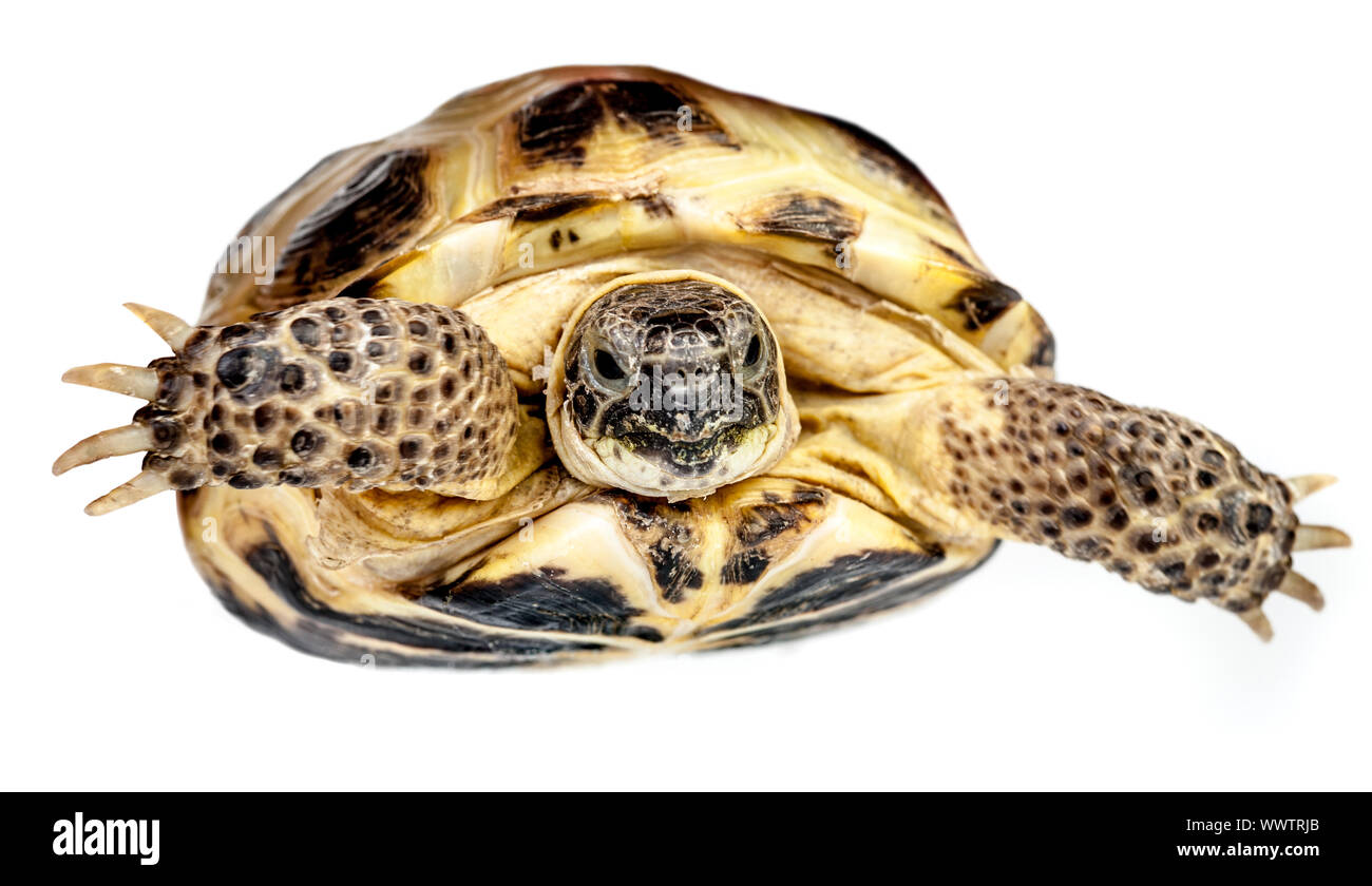 Photo of a turtle on a white background Stock Photo - Alamy