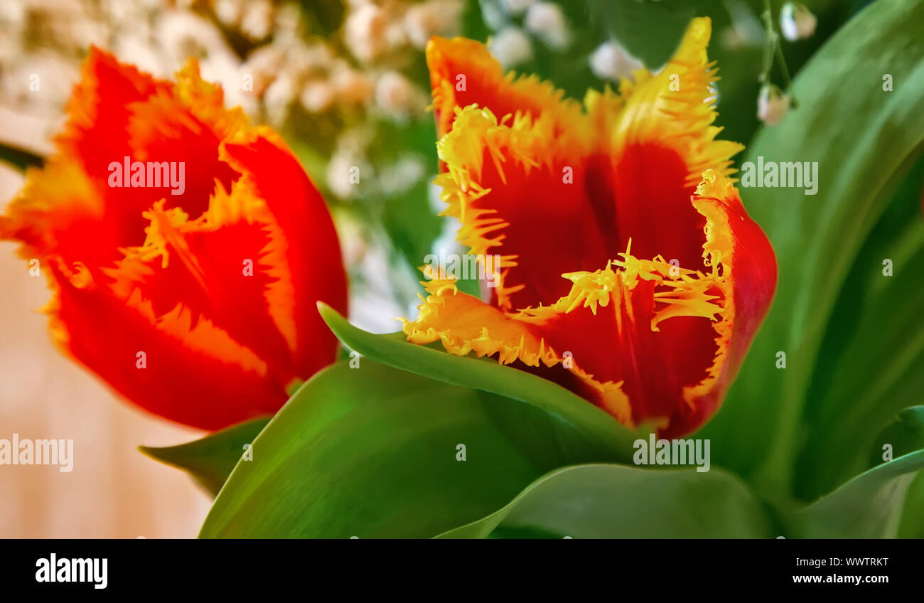 Leaves with red edging hi-res stock photography and images - Alamy