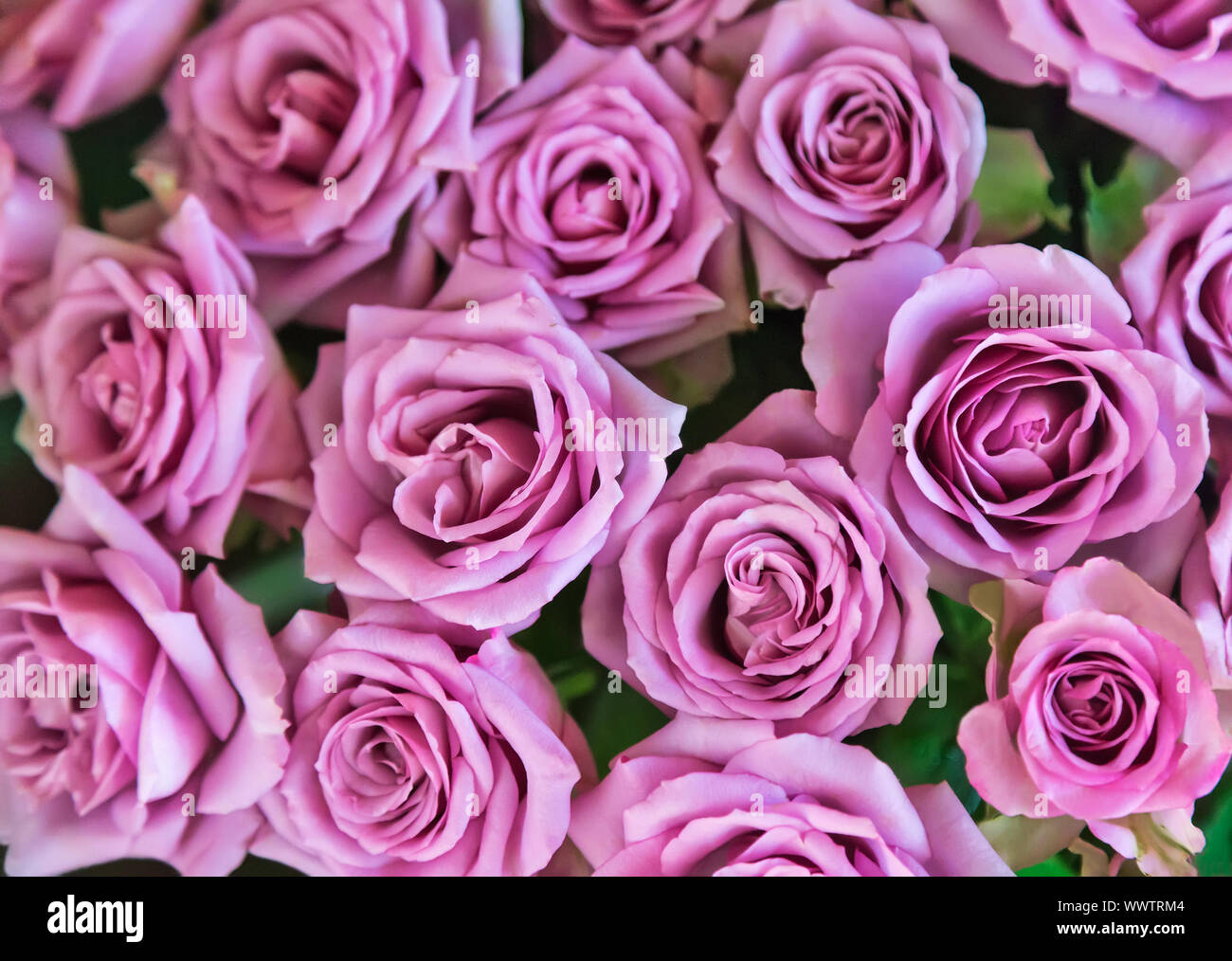 Beautiful bright pink rose, top view Stock Photo - Alamy