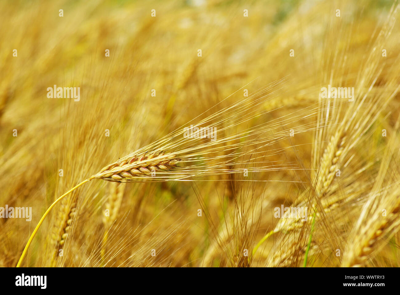 Yellow grain ready for harvest growing in a farm field Stock Photo - Alamy
