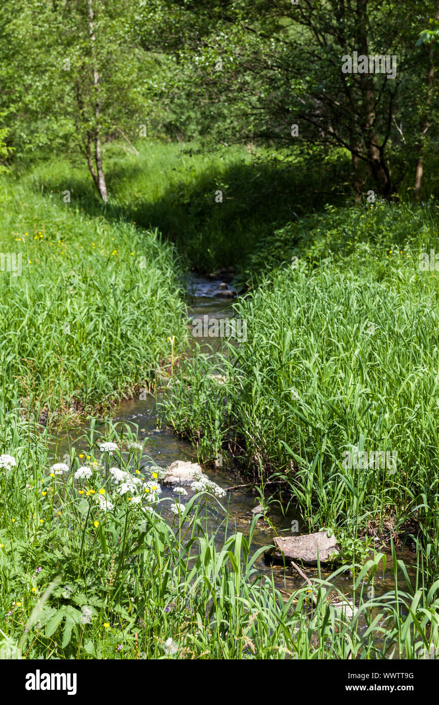 Stream river summer trees hi-res stock photography and images - Alamy
