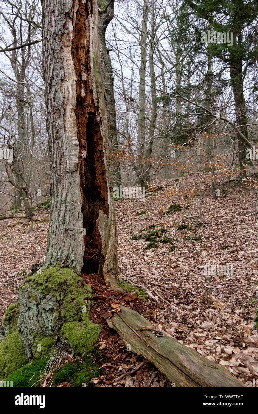 rotten hollow tree Stock Photo - Alamy