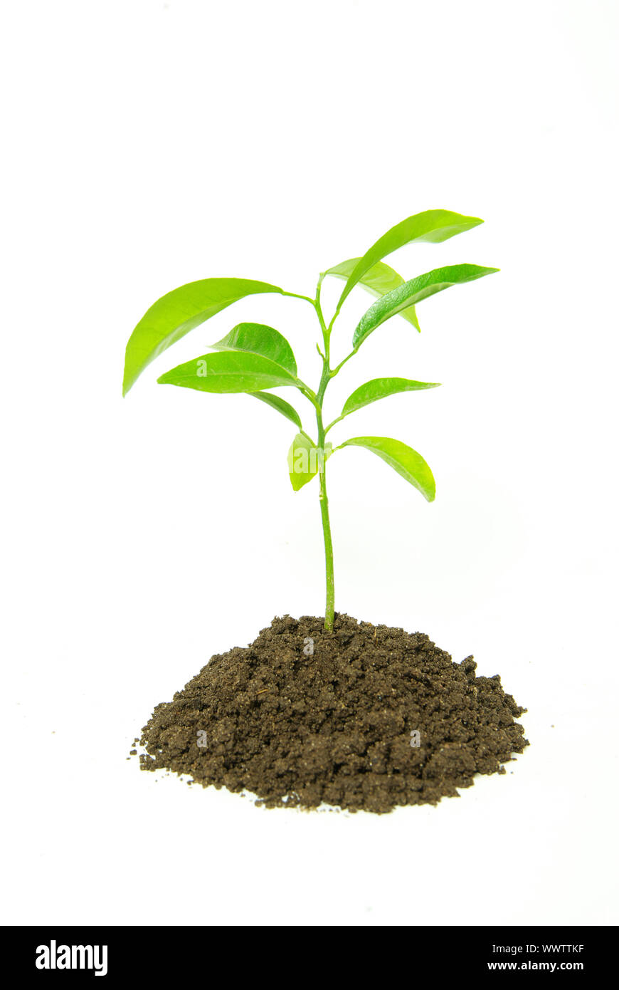 Little green plant isolated on white background Stock Photo - Alamy