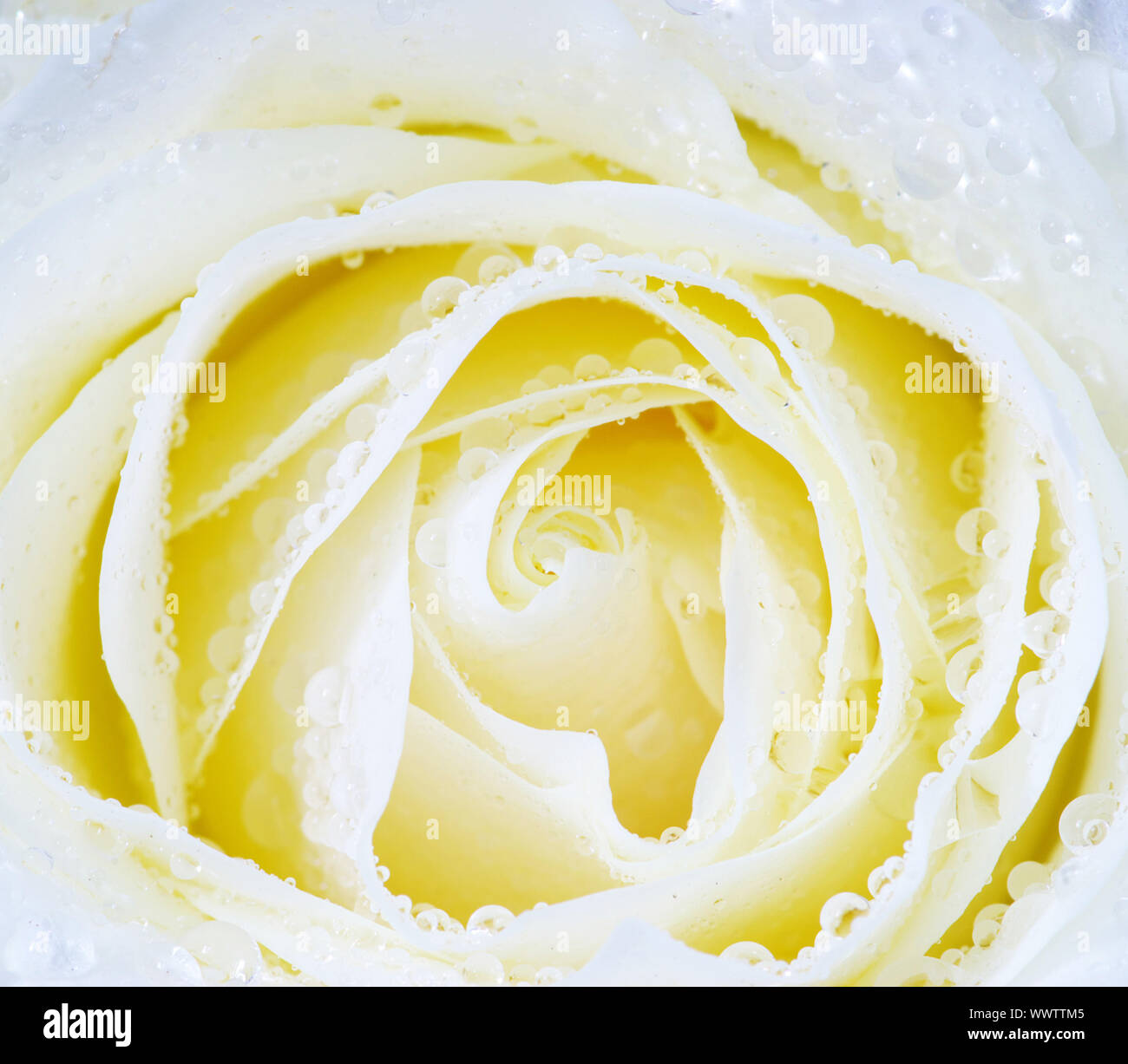 macro of white rose with water drops Stock Photo - Alamy