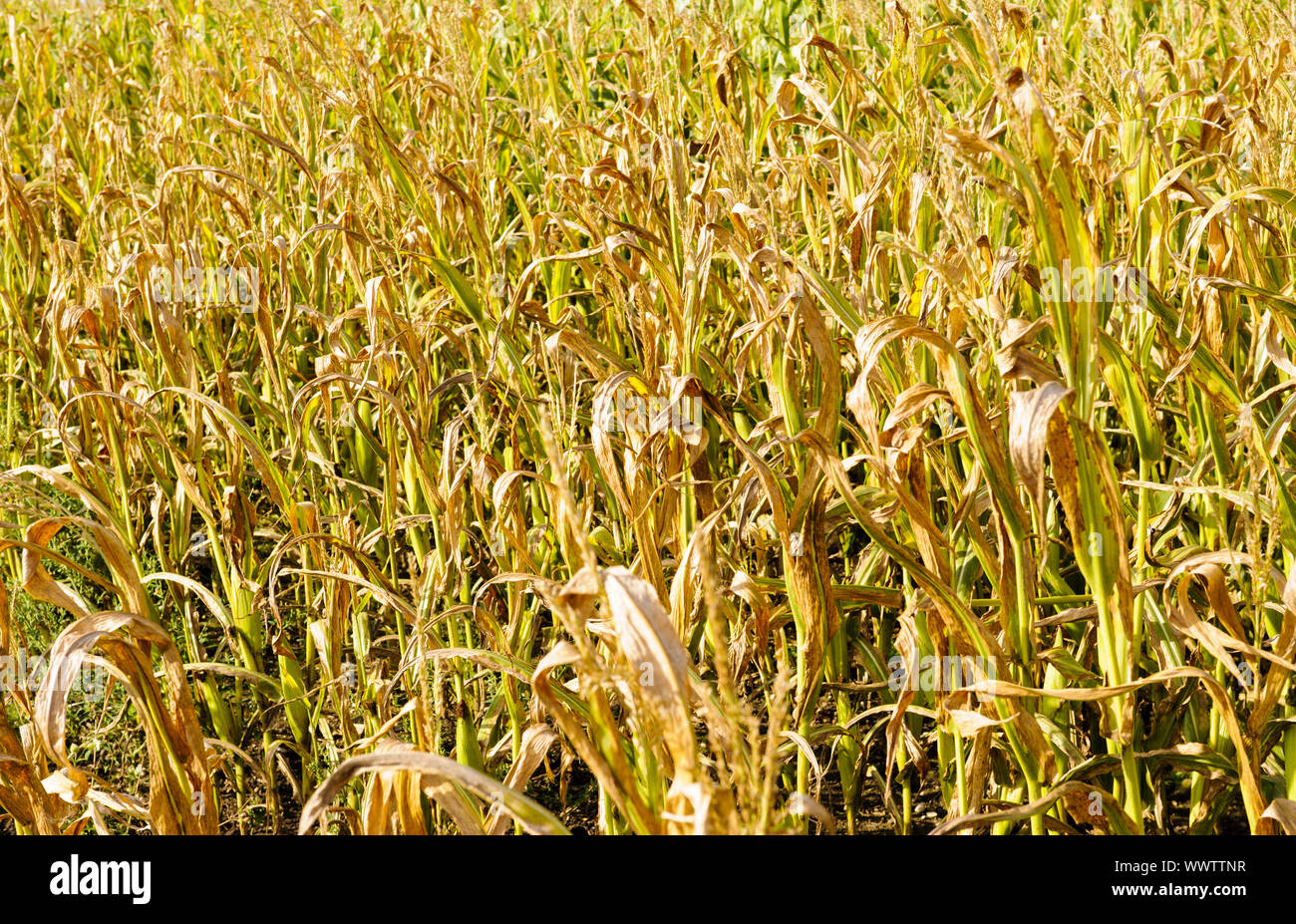 Maize drought hi-res stock photography and images - Alamy