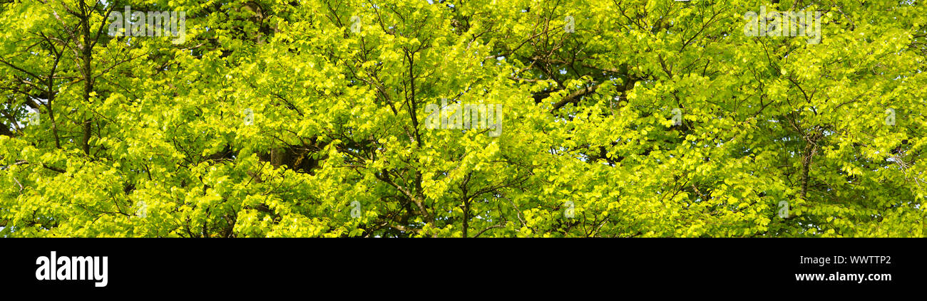 Tree beech leaves summer hi-res stock photography and images - Alamy