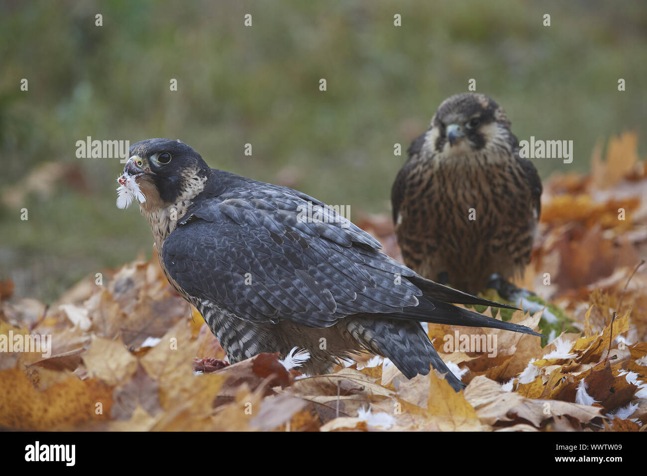 Falcon eye hi-res stock photography and images - Alamy