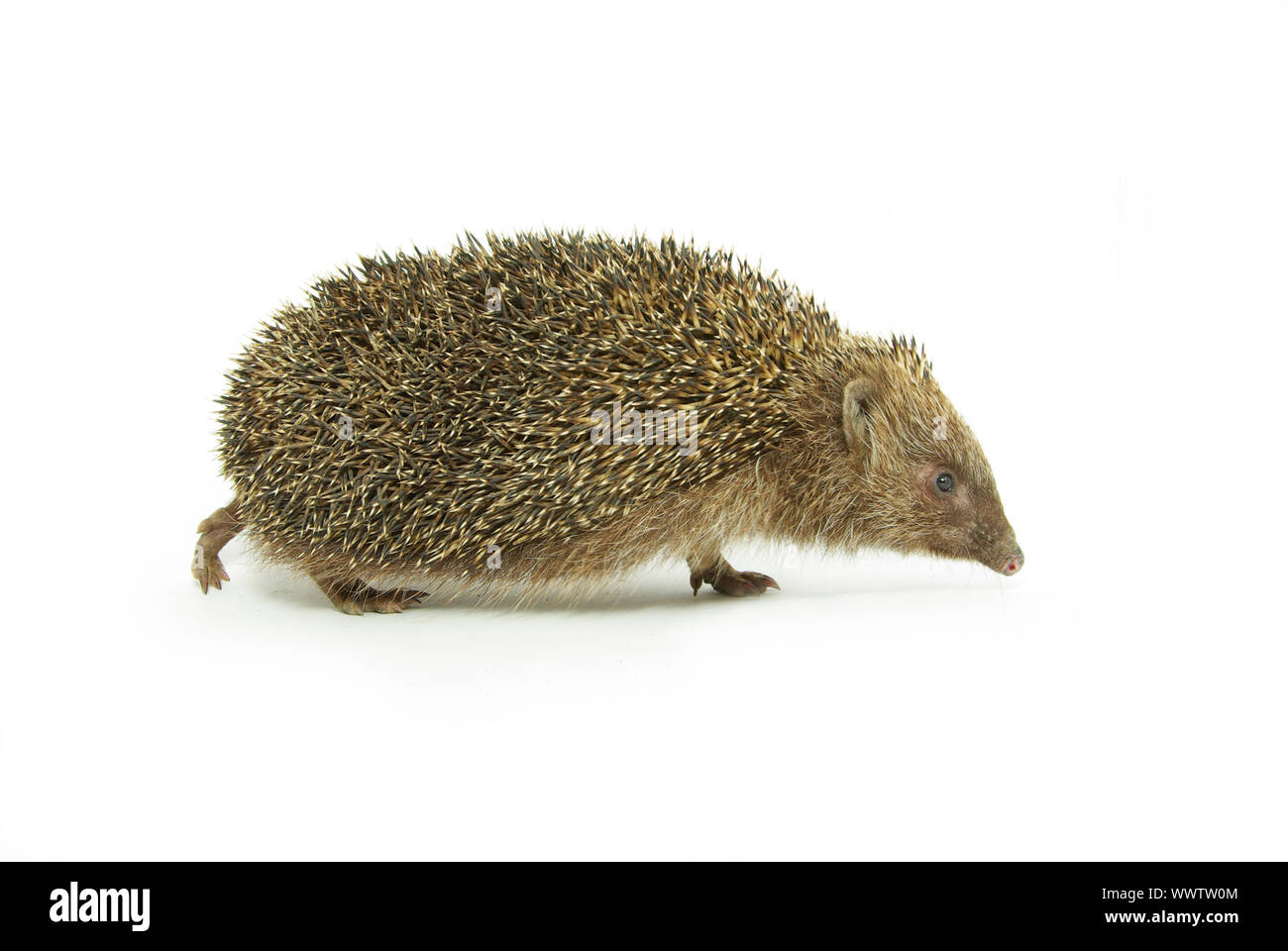 Hedgehog isolated on a white background Stock Photo - Alamy